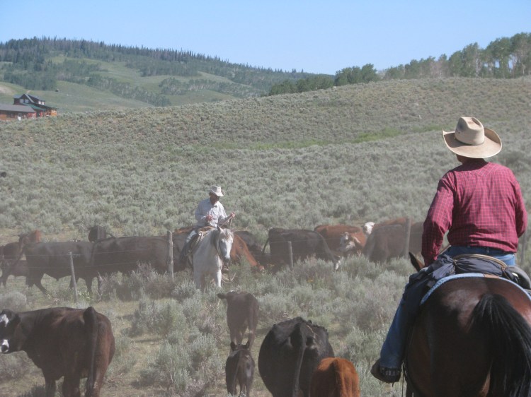 The Other Side of the Fence: My experience on a 117 year old cattle ...