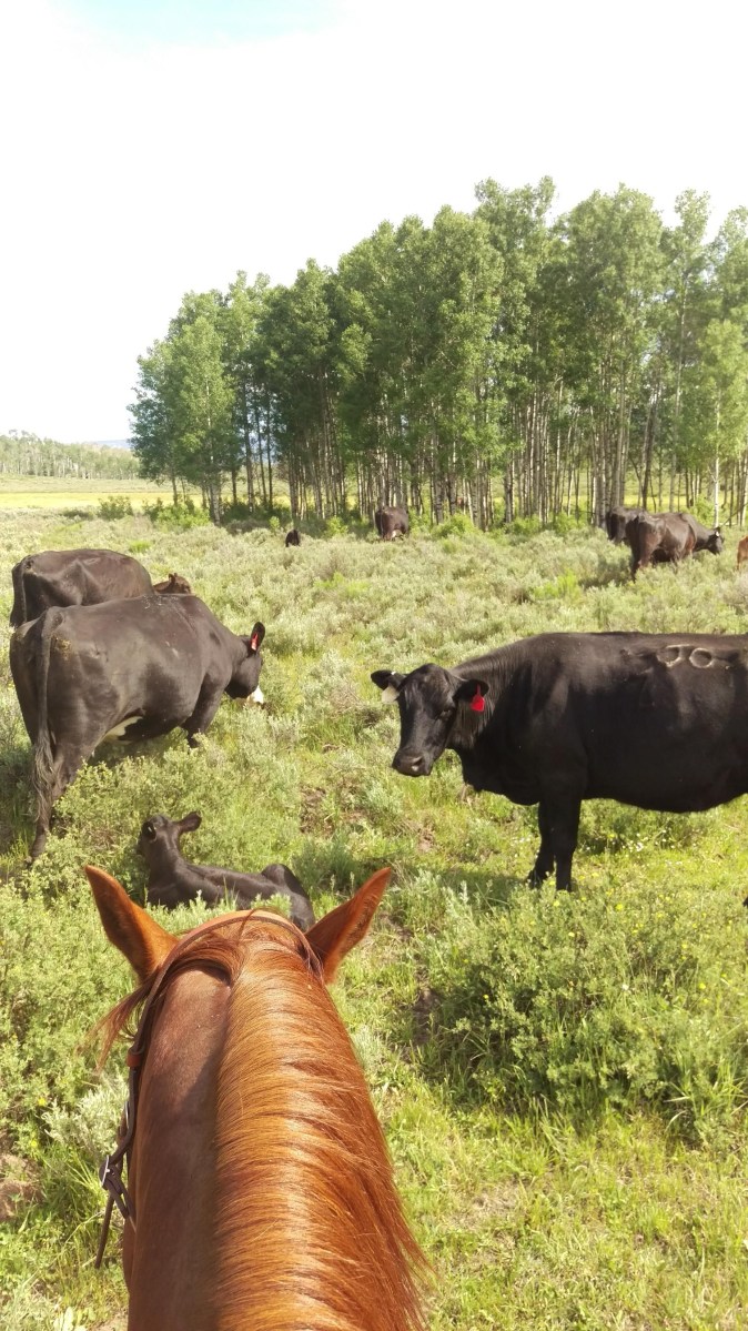 Jedidiah remains productive with the Ladder Ranch – RealRanchers.com